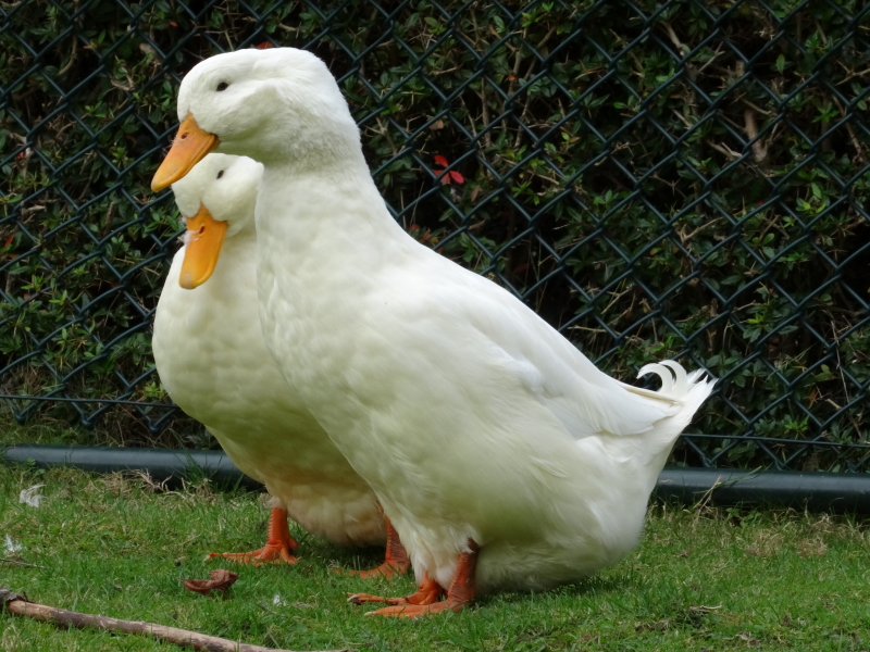 Pekingeenden - De Dierenploeg Zevenbergen